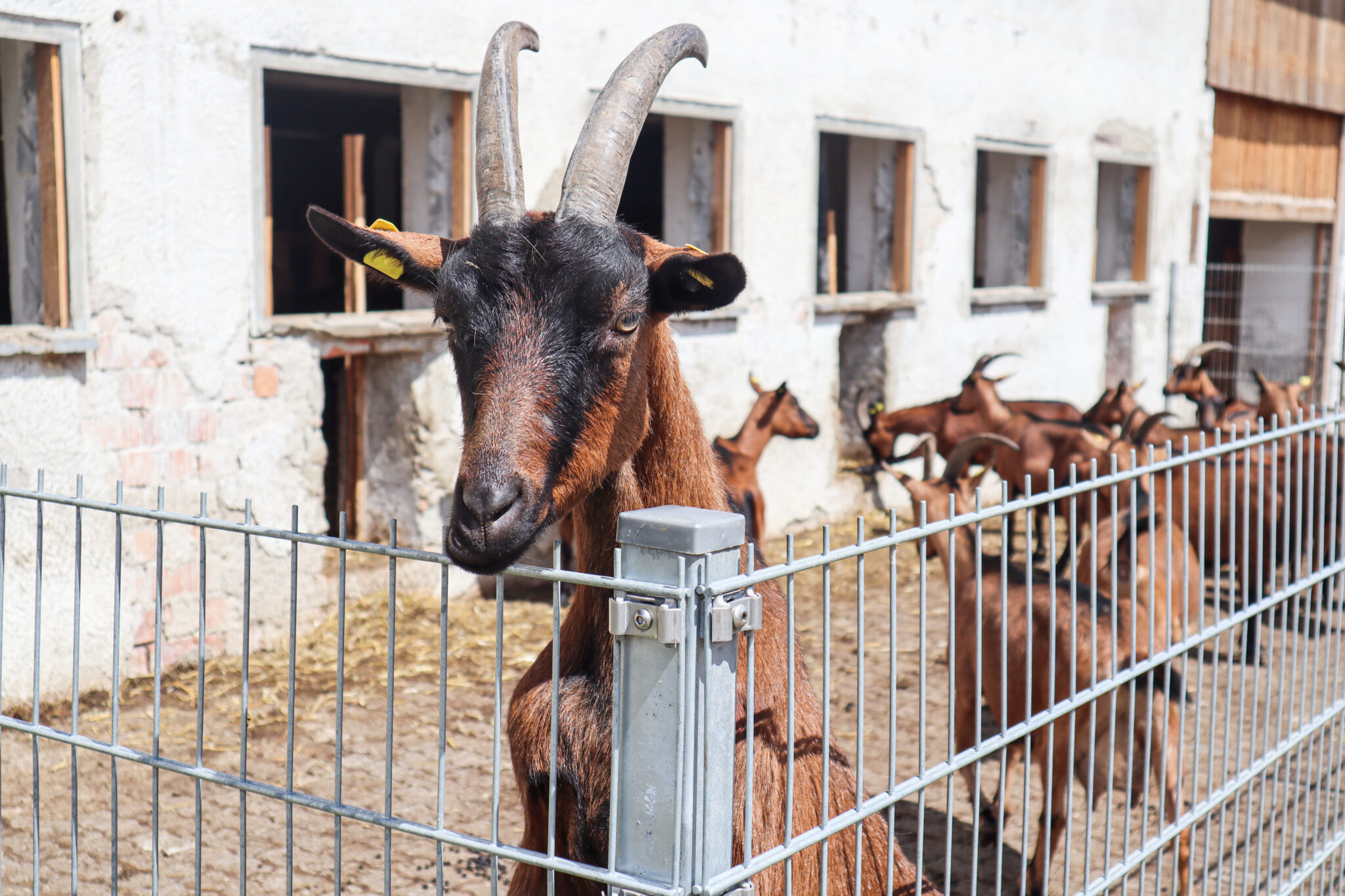 Im alten Anbindestall Ziegen halten - LKV Bayern