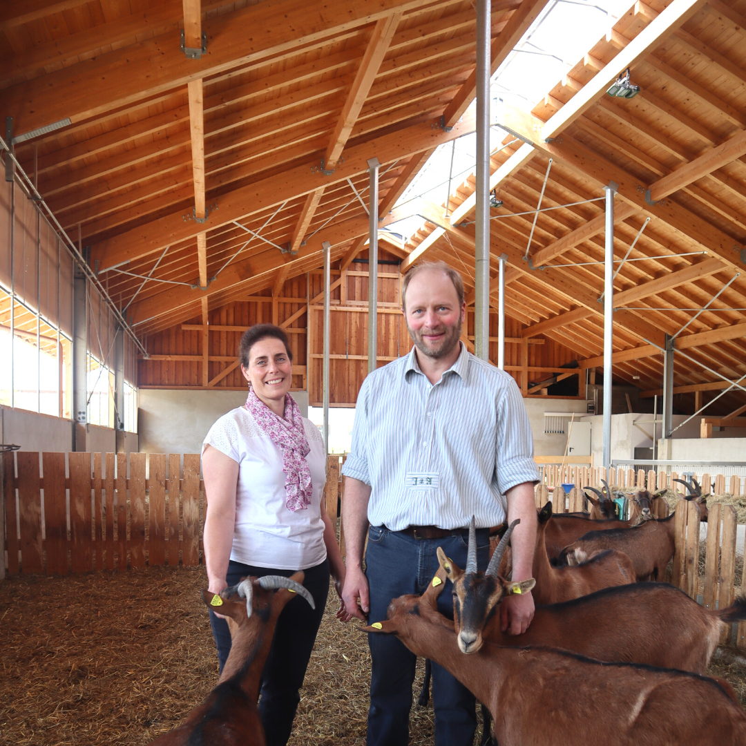 Im alten Anbindestall Ziegen halten - LKV Bayern