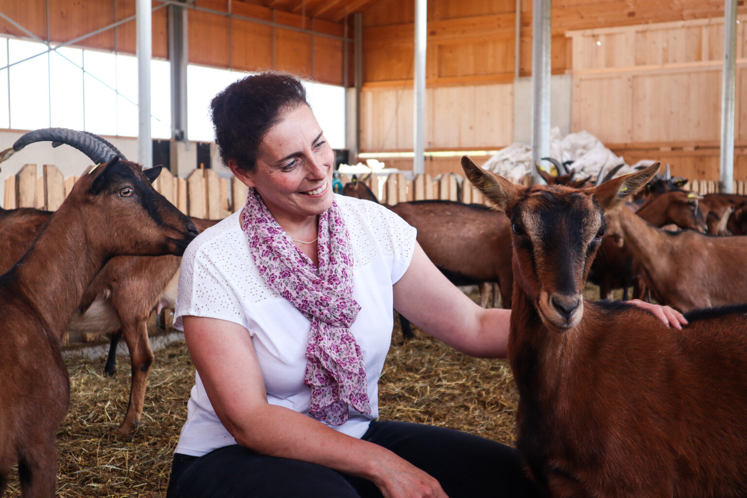 Im alten Anbindestall Ziegen halten - LKV Bayern