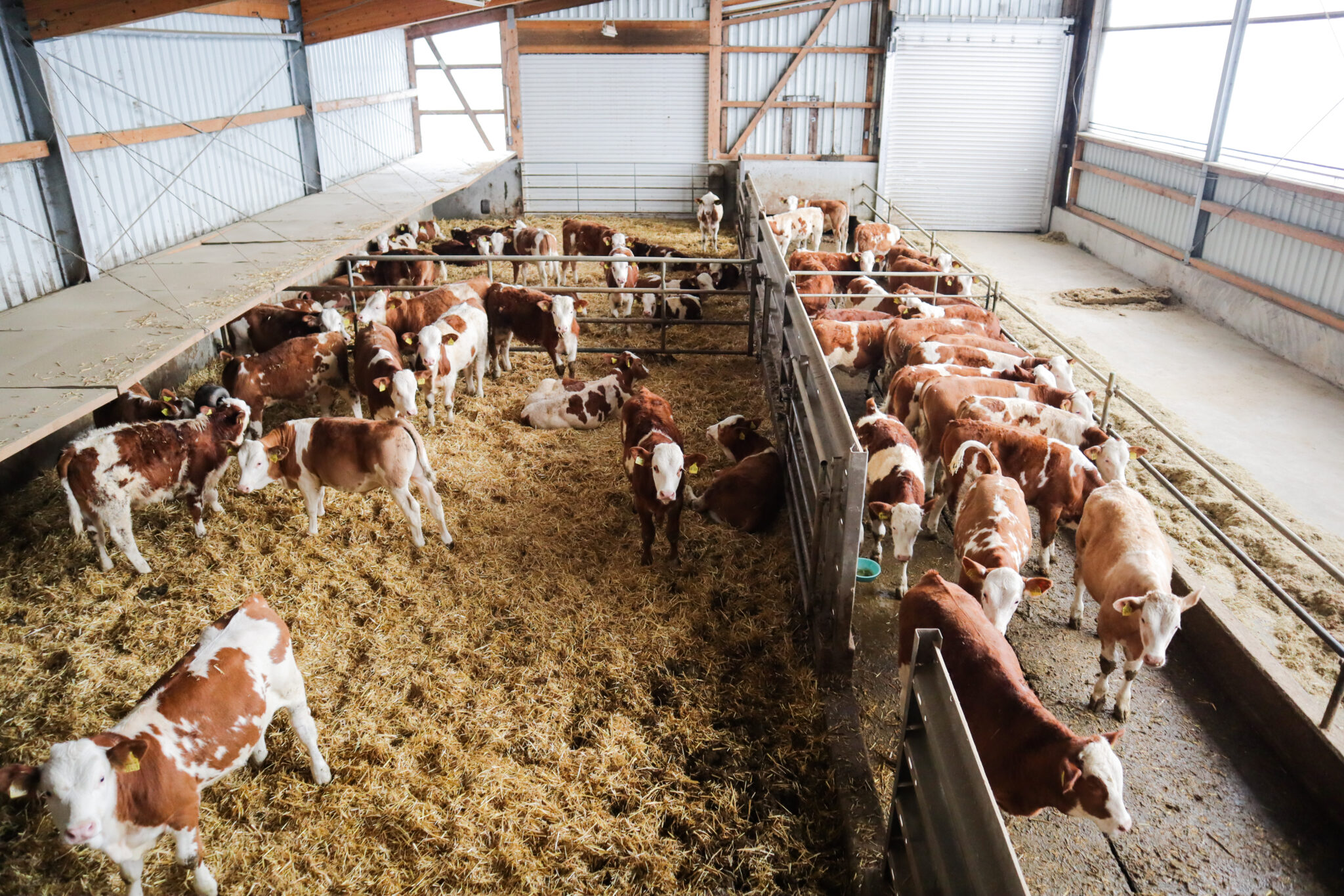 Fresser im Außenklimastall aufziehen - LKV Bayern