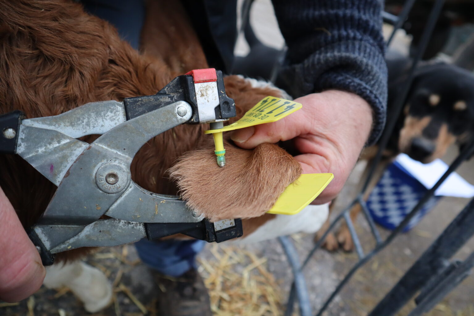 Alles beginnt mit der Ohrmarke - LKV Bayern