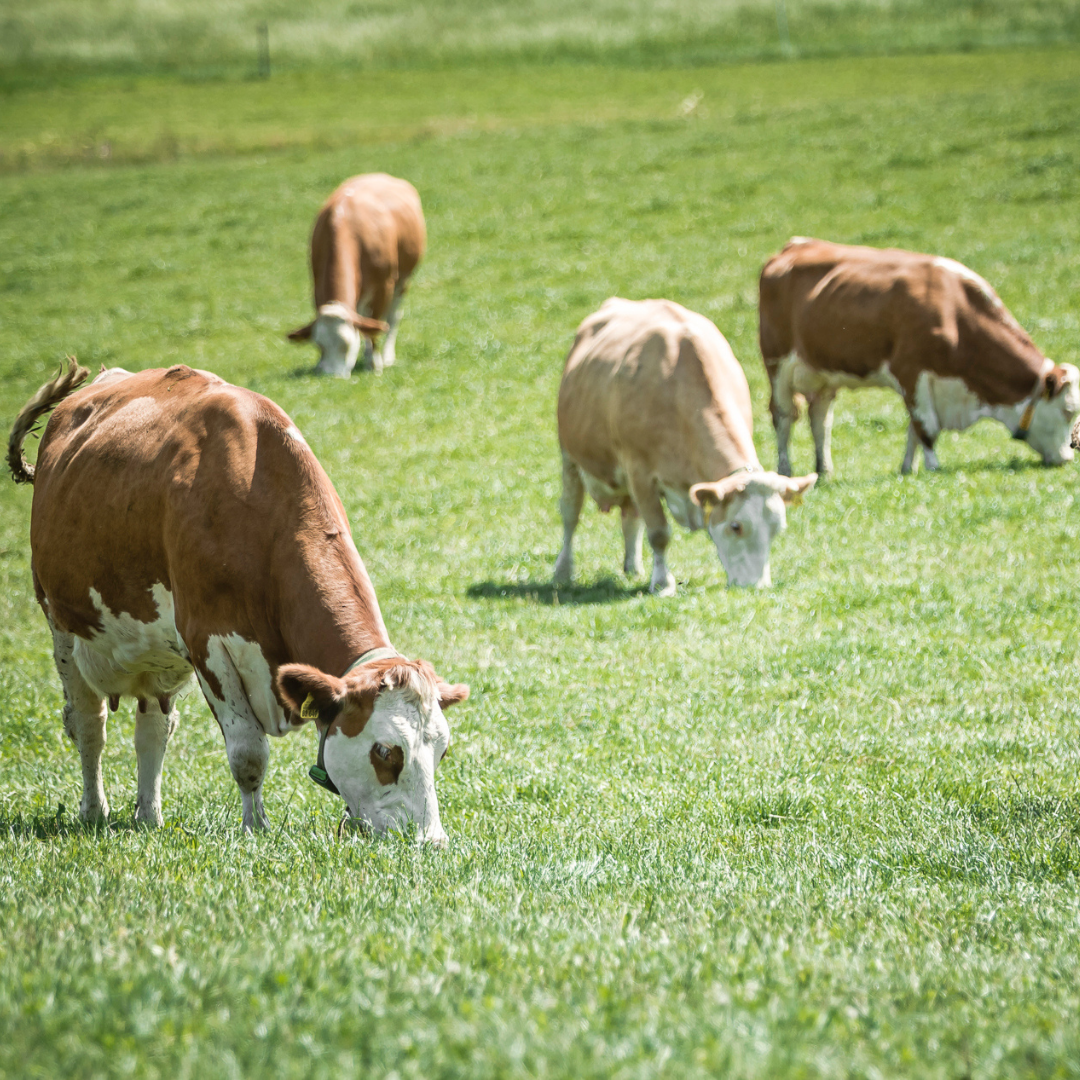 Nutztiere sind unverzichtbar für eine nachhaltige und klimaschonende Landwirtschaft - LKV Bayern